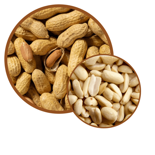 Java Peanuts | Nuts Of India